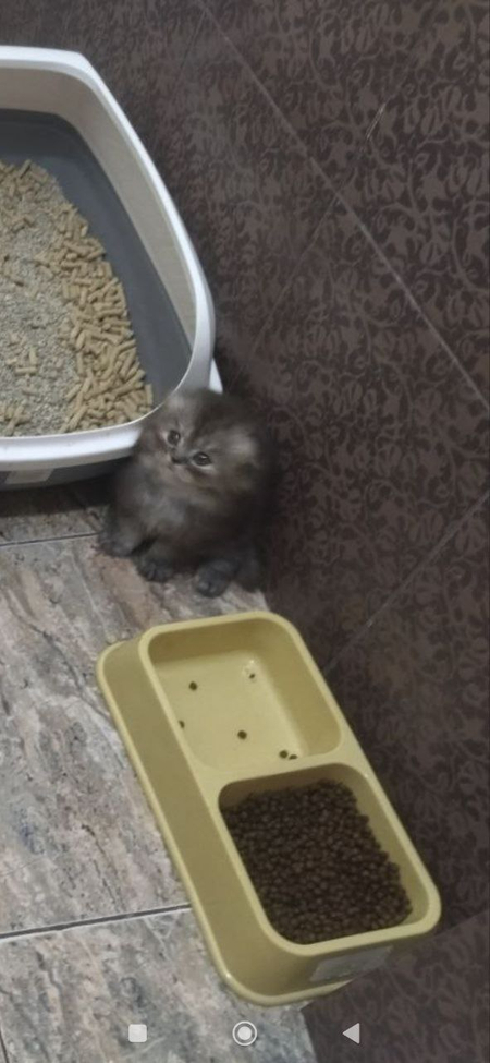 /Срочна мушук сотилади. Онаси золотистий шиншилла. Отаси скотч страйт.