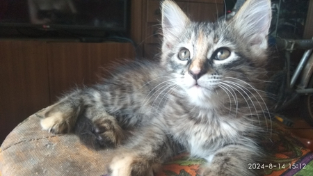 Продается котёнок (девочка) в Намангане