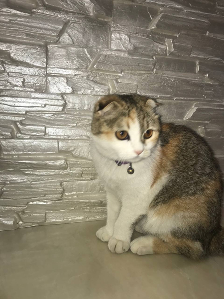 Продается шотландская вислоухая кошка