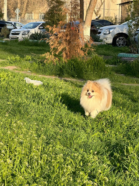 Вязка с немецким шпицом