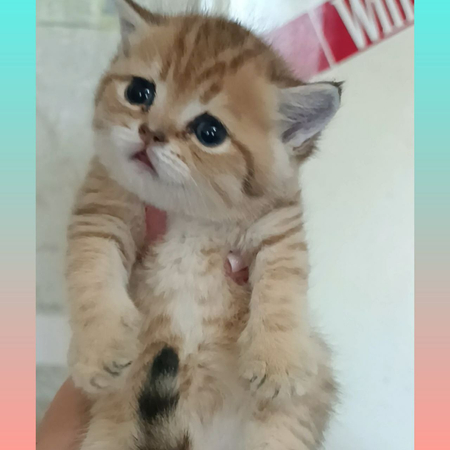 Шотландские котята