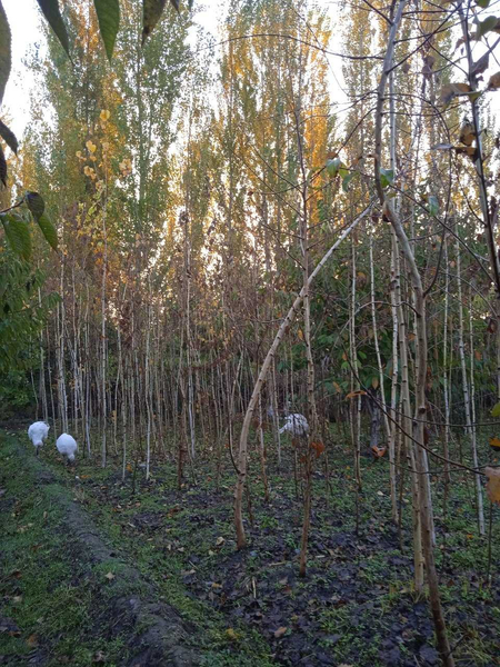 Берёза (ок кайин)