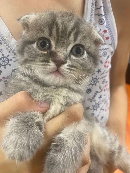 Продаю девочку Фолд