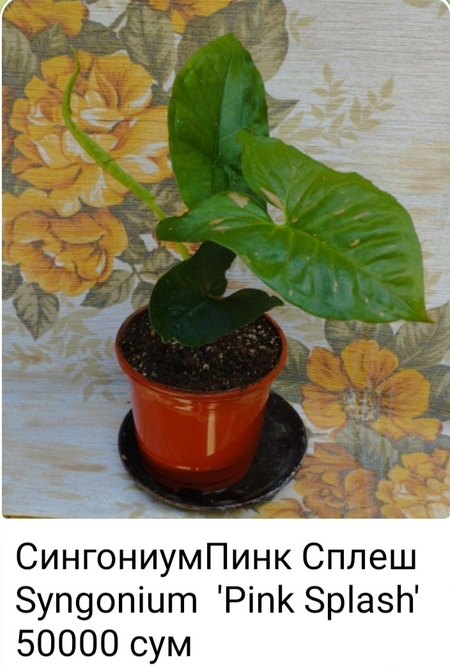 Продаются сингониумы