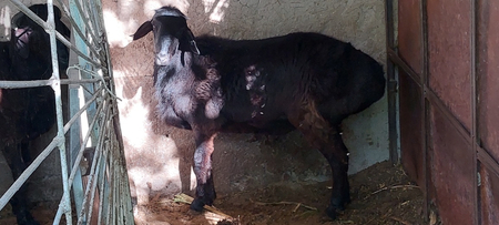 Qo'chqorlar sotiladi