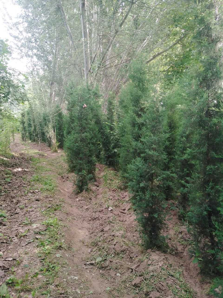 Арча кўчатлар сотилди. ФАҚАТ ОПТОМГА