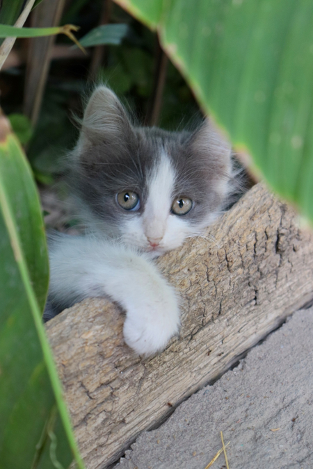 Котенок в Надёжные руки!
