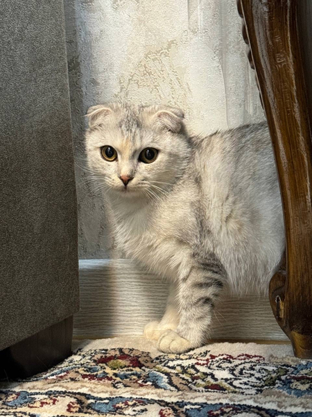 Продается кошка