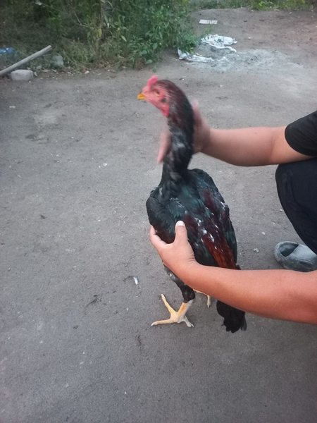 Хороз сотилади май жожаси