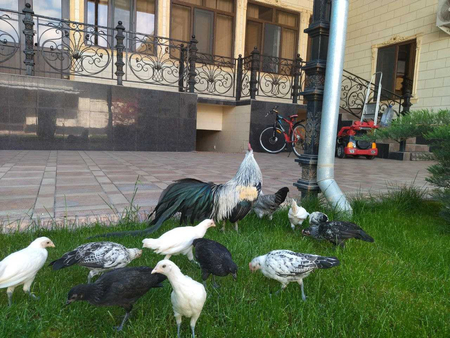 Петух породы Феникс и цыплята