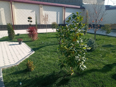 Gazon va archalar bor