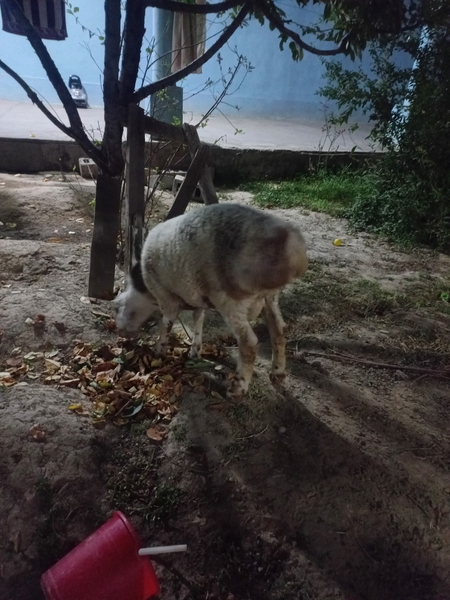 2 Ta Quchqor sotiladi