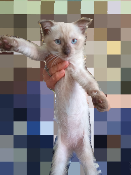 Котята от вислоухой кошки