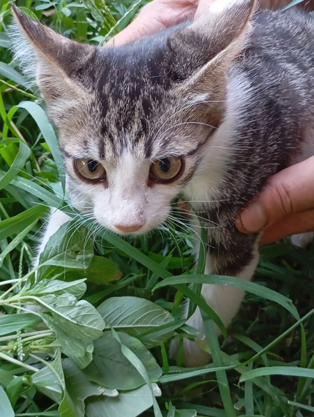 Продам котенки по 20 сум