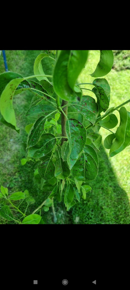 Gazon ekish oʻrish dorilash