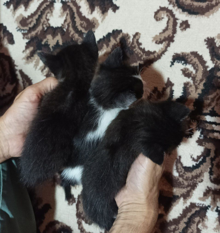Отдам бесплатно котят