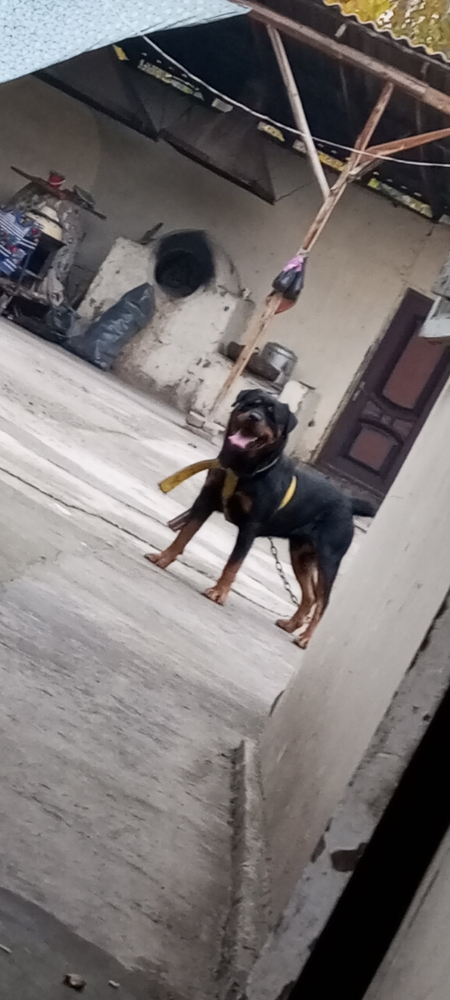 ROTveril jejejeje