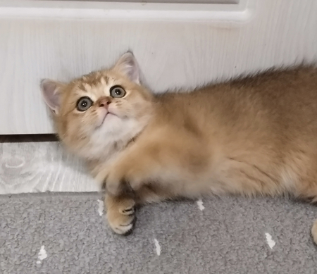 Продается котенок золотистый шиншилла