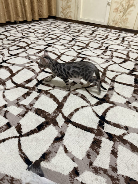 Бенгальский котенек