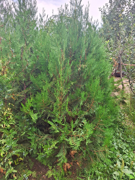 Арчалар яшл девор учун