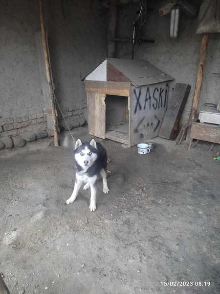 Sibiriskoy xaski toza zottor. Aqlli kuchuk