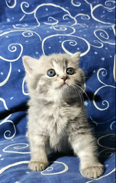 Скоттиш фолд и скоттиш страйт