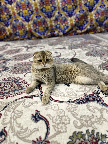 Shinshilla zolatay