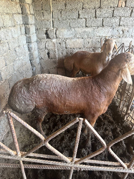 qochqorlar sotiladi