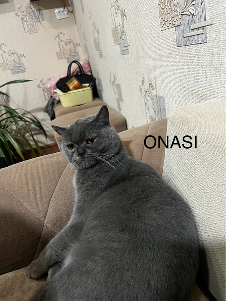 1 oyli mushik bolasi. Zotli. Skotish fold
