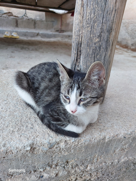 Кошка и 3 котята бесплатно отдам в добрые руки