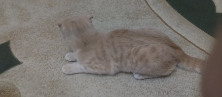 Вислоухий котенок 6 месяцев