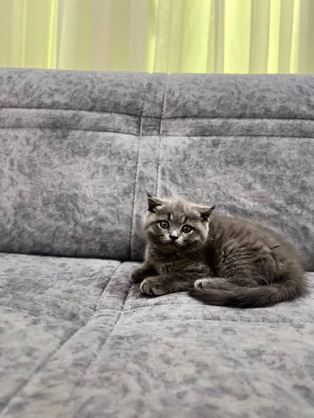 scottish fold