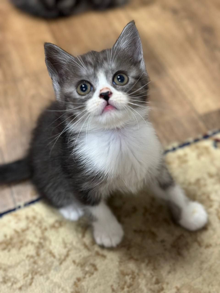 Котенок Скотиш Фолд