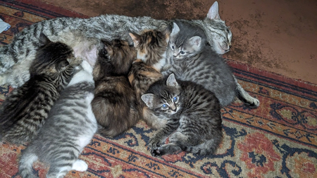 Котята домашние чуть больше месяца