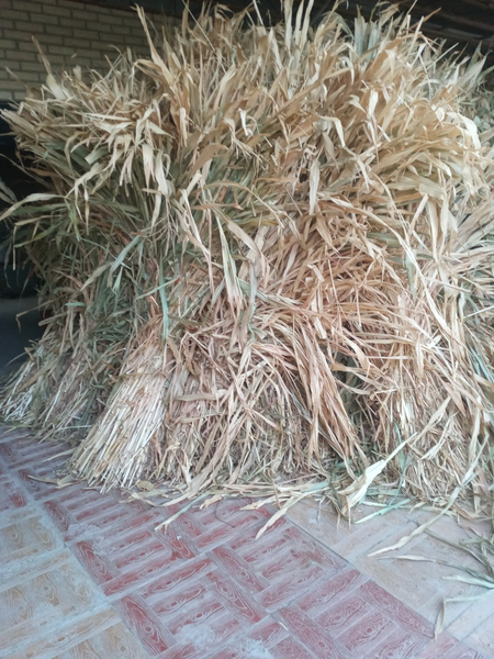 Makka poya boģlari