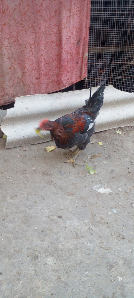 Qora tovuq Xoʻrozlari