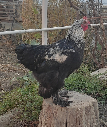Xonaki brama tovuq xoʻrozlar 2ta tovuq 2ta xoʻroz bor