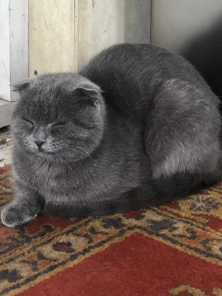 Juda aqlli erkak mushuk .Latokni biladi