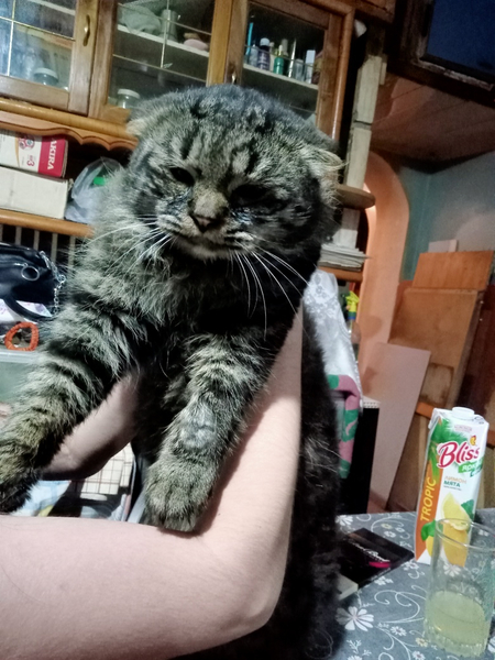 Котёнок Скотиш Фолд вислоухий