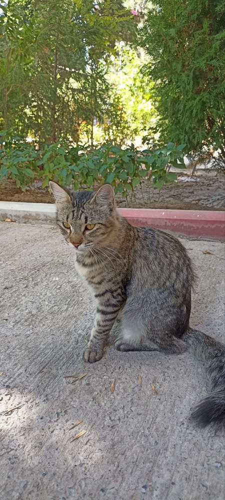 Умнейший котейка ищет дом