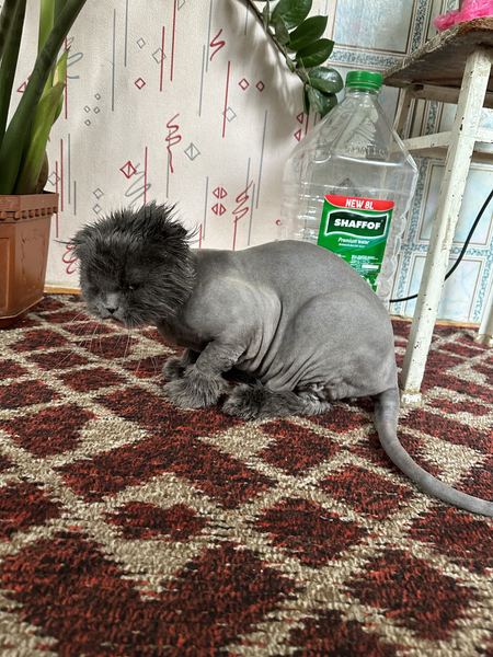 Гигиеническая стрижка кошек