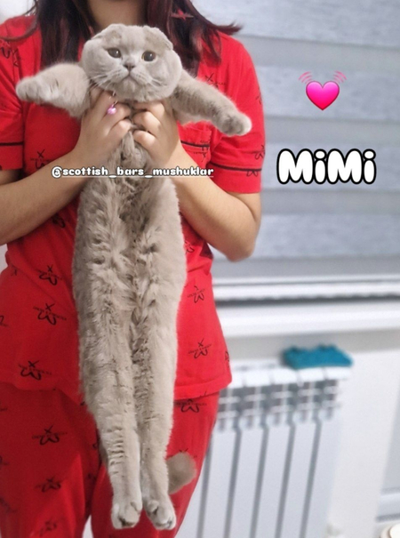 Мушук зотдор скоттиш-фолд киз