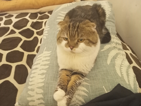 Кот для вязки, 4 года (папа 33 котят)