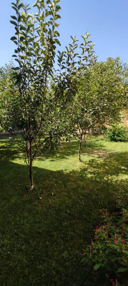 Gozal maxala 
8 sotuv
300 m2
7 xona
3 padval
3 sanuzel
1 letni kuxna
N