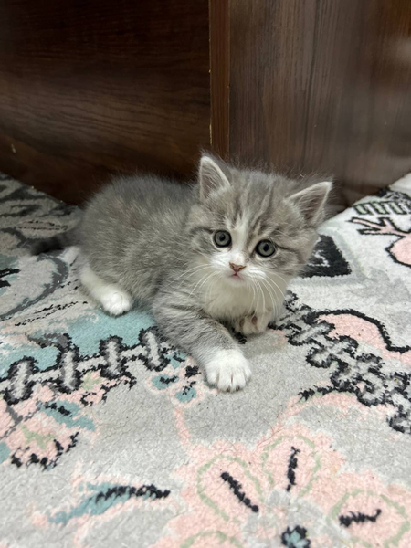 Котенок скотиш страйт серебристая шиншилла