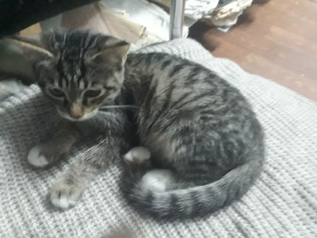 Отдам котенка в ХОРОШИЕ руки!