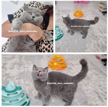Мушук зотдор тоза кон Бритиш,,котик Британский