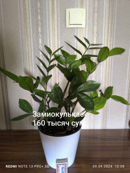 Замиокулькасы разных возрастов