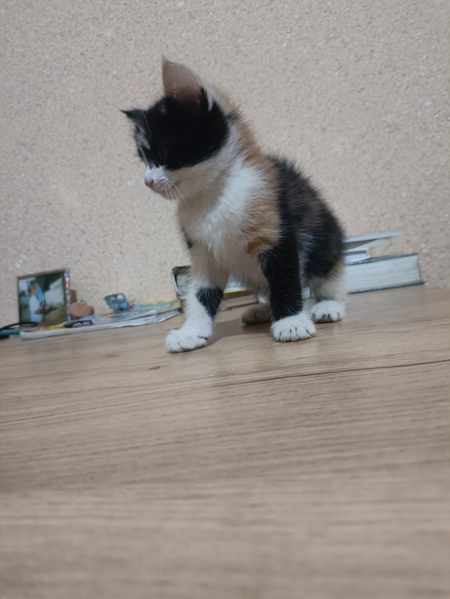 Uy mushuk bolalari odobli va sog'lim
