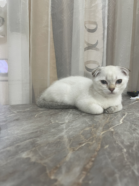Продается котенок
